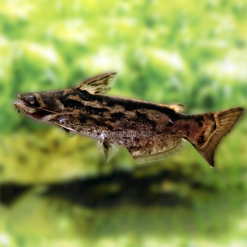 Fishes – Page 4 – Wonder Pets and Aquariums